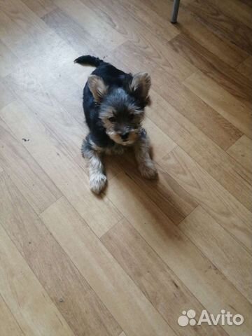 Йоркширский терьер щенки девочки