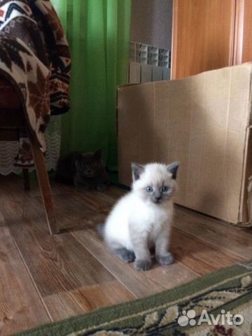 Продам котенка полубританца