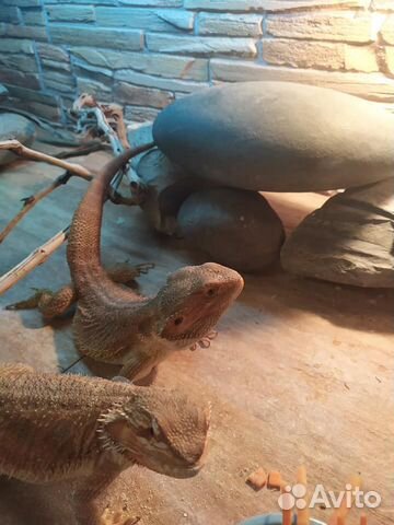 Бородатые агамы