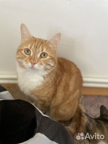 Рыжая красавица Соня ищет дом