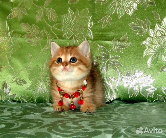 Манчкин котик золотой