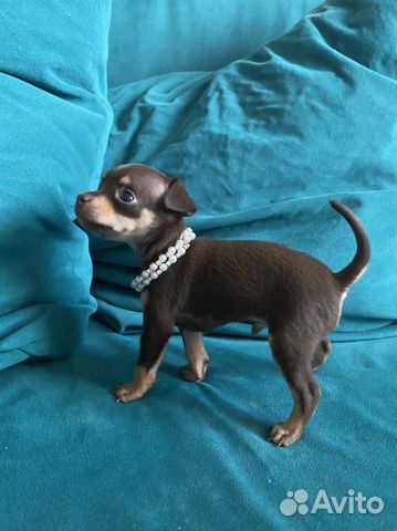 Той-терьер щенки продажа