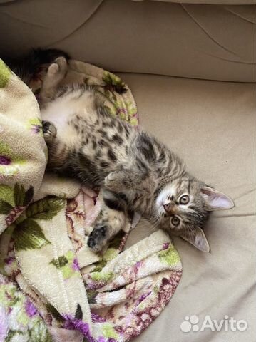 Полу-британка девочка