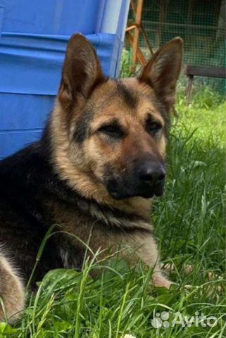 Немецкие овчарята