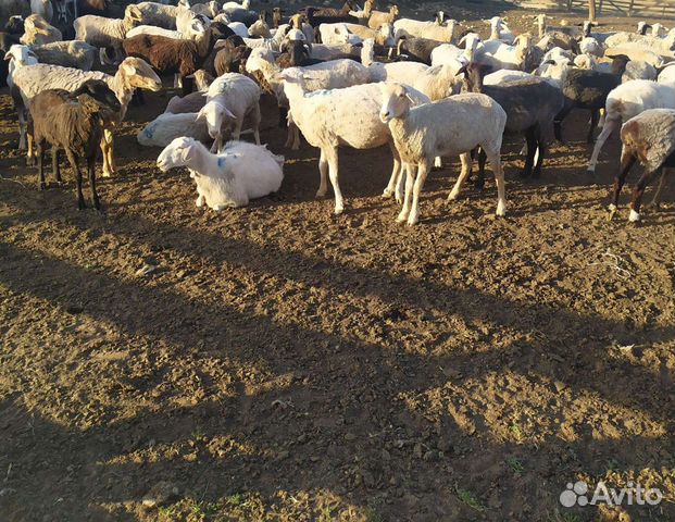 Ярки, переярки,матки