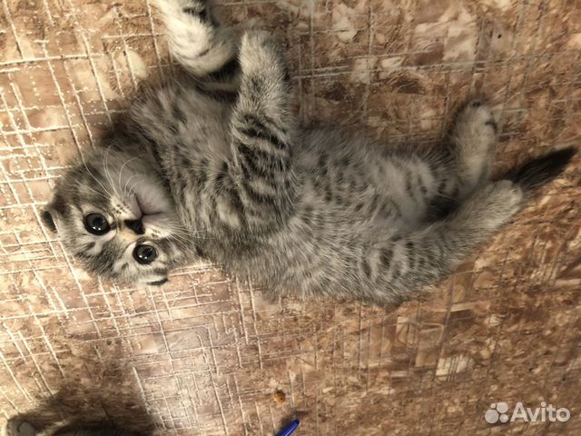 Шотландские котята