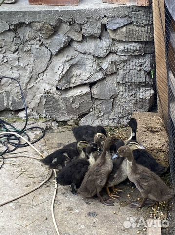 Утка Индийский Бегунок