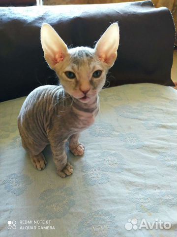 Донской сфинкс котята