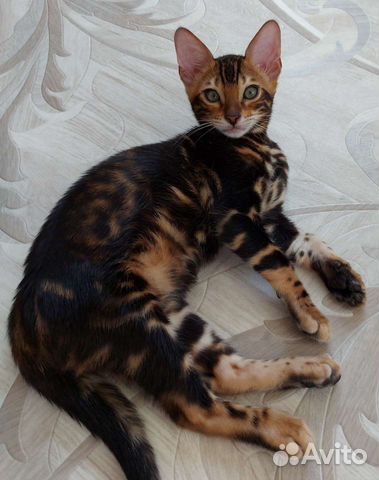 Бенгальская