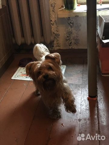 Йоркширский терьер