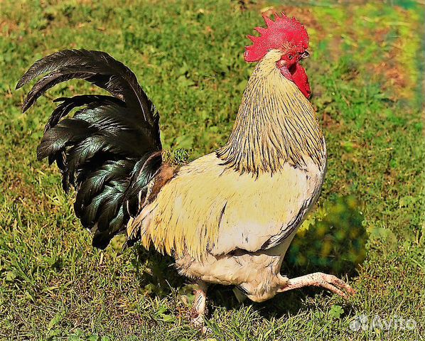 Петух 11 мес