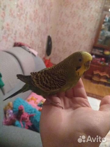 Волнистый попугай самка