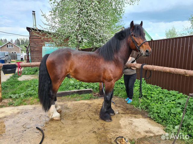 Владимирский тяделовоз, жеребчик, 3 года