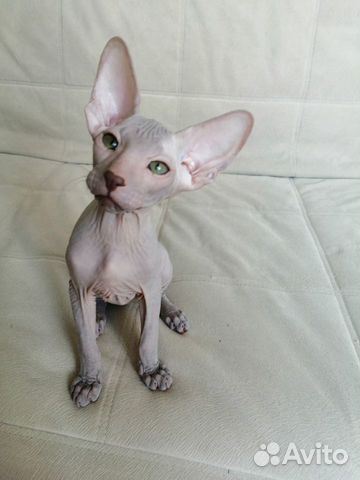 Петерболд котик