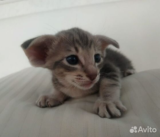 Ориентальный котенок
