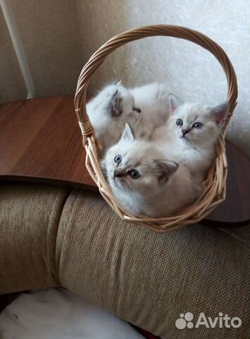 Шотландские котята