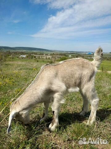 Отдам заанонубийца, козлёнка)