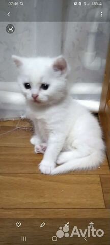 Турецкая ангора