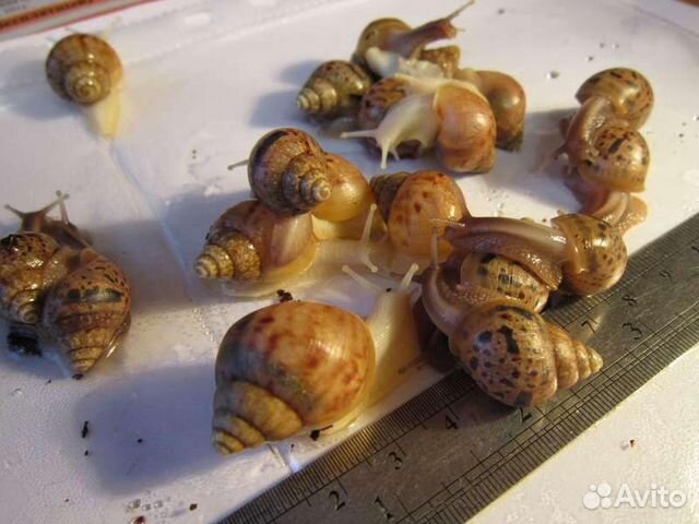Улитки ахатины альбино маленькие