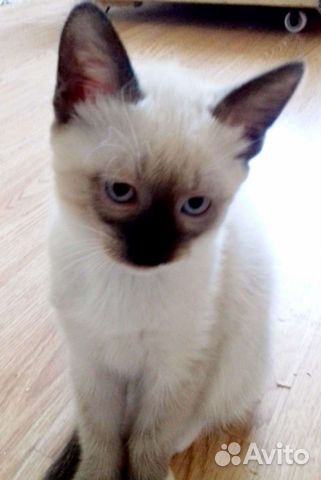 Котенок из мультика "Кто сказал Гав"