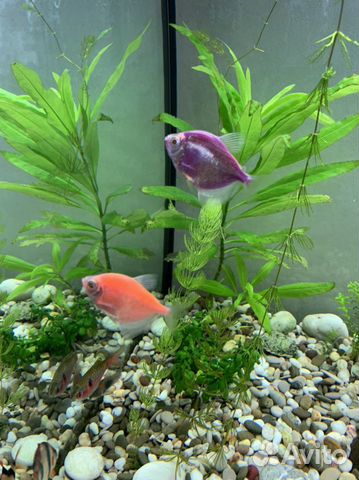Аквариумные рыбки