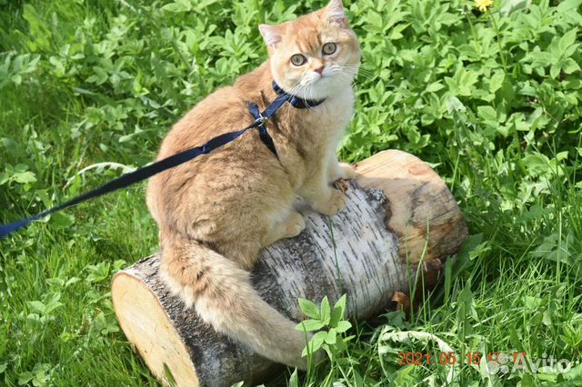 Шотландские котики