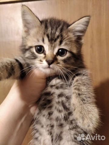 Котята