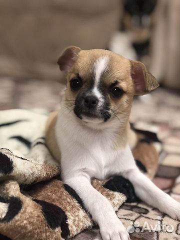 Чихуахуа мини