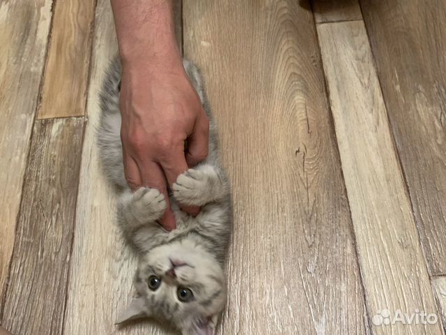 Шотландские котята остроухая