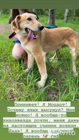 Русская борзая из приюта. Идеальный Моцарт