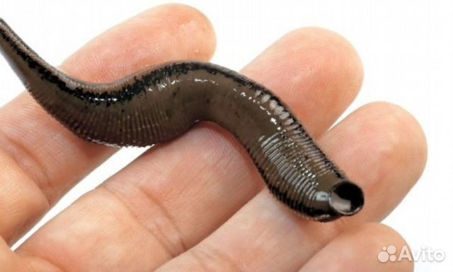 Пиявки медицинские