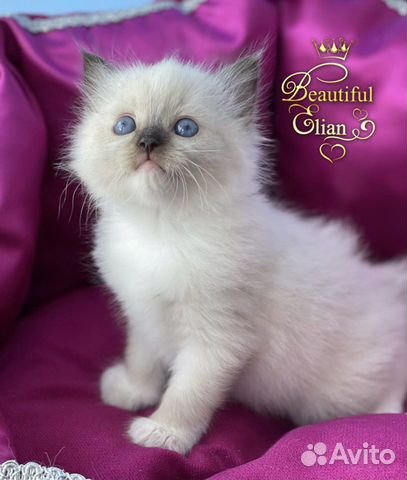 Котенок рэгдолл