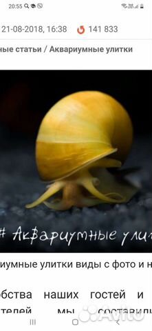 Улитята ампулярии