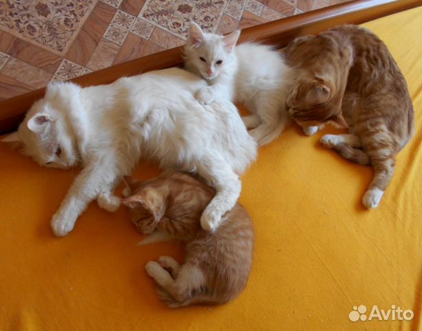 Котята (девочки)