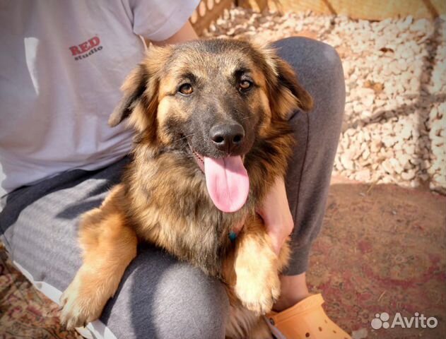 Паппи в добрые руки