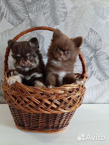 Девочка милашка- чихуашка