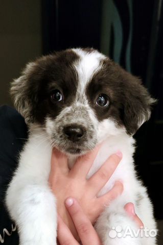 Кнопочка ищет дом