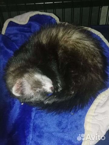 Хорек мальчик 3 месяца