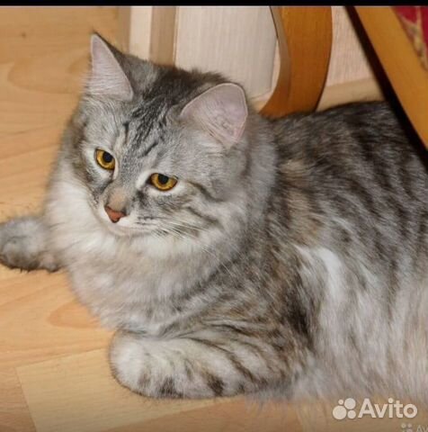 Раскрасавица Джулия