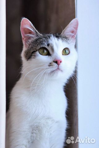 Кошка Милли ищет дом