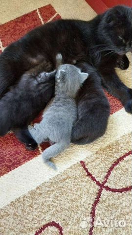 Кошка в дар