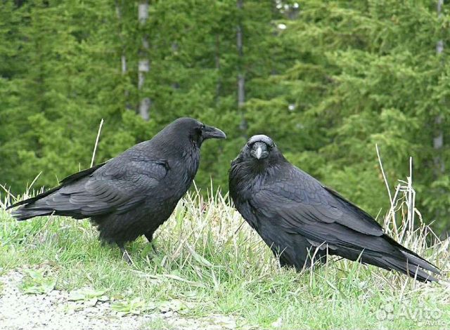 Птенцы Ворона