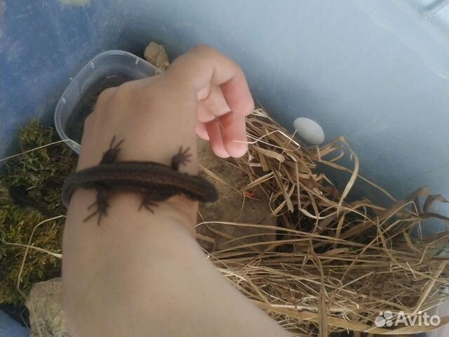 Ящерица скальная