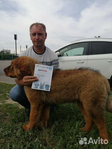 Титулованный щенок Тибетского мастифа