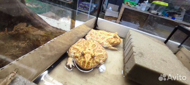 Рогатки лягушки