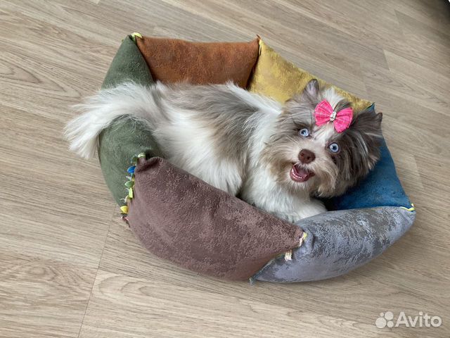 Девочка йорк 2 голубых глаза шокоберри