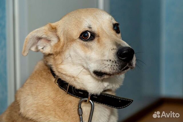 Улыбака и ангел-хранитель - Собака Белка в добрые