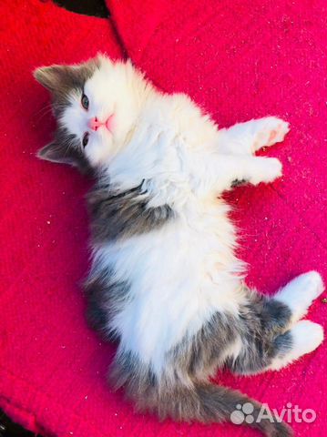 Милые котята хотят растопить Ваше сердце (котёнок)