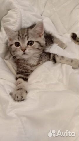 Кошка