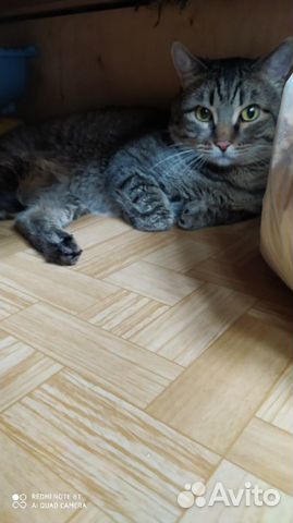 Кошки в добрые руки